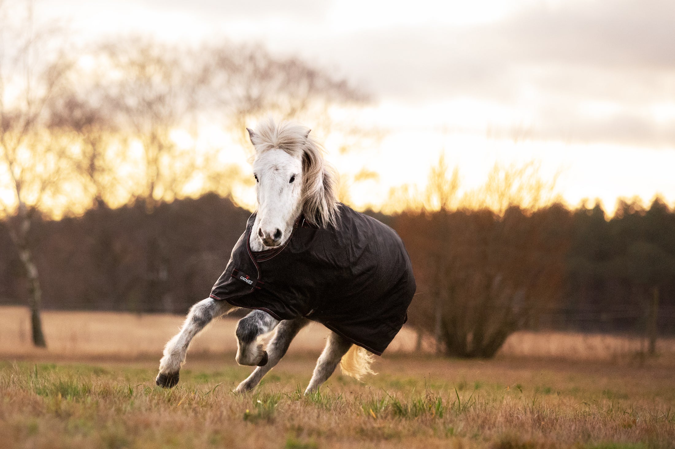Rytterstore.no - Din nettbutikk for rytter og hest